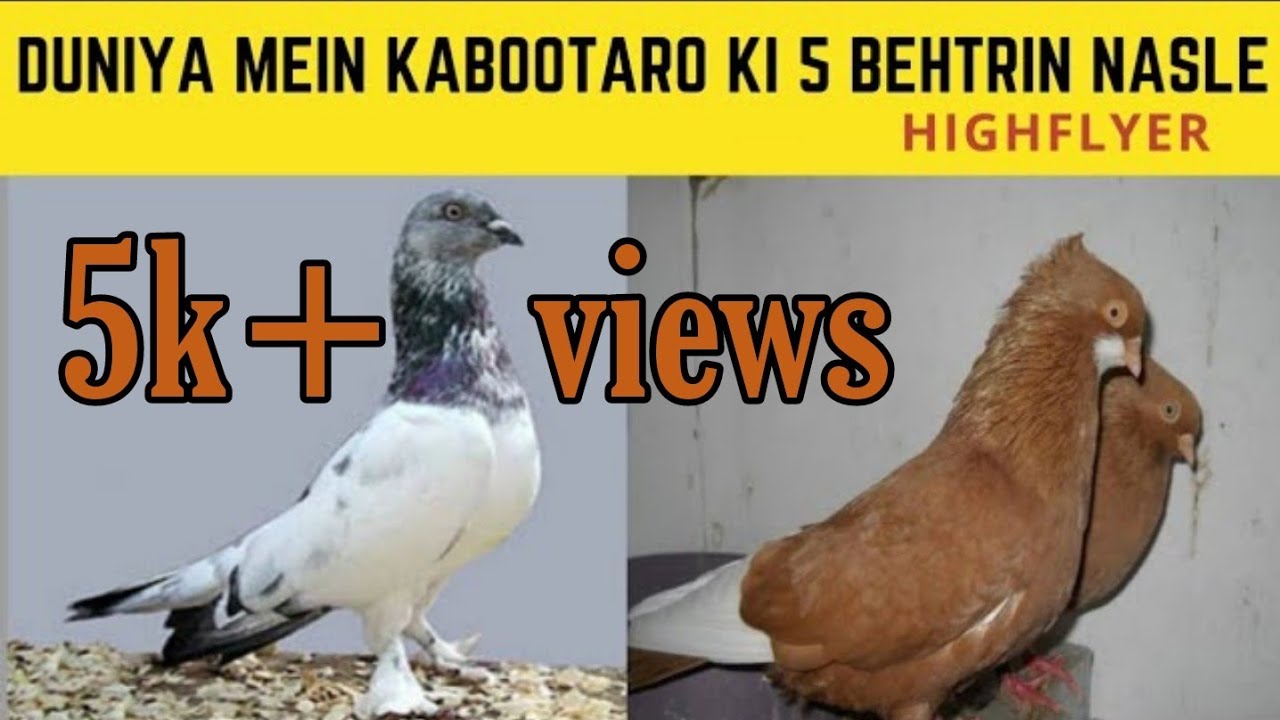 top 5 highflyer pigeon in world | Doctor Pigeon - YouTube
