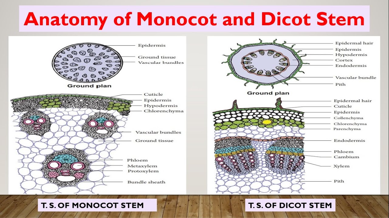Anatomy of Monocot and Dicot Stem एकबीजपत्री एवं द्विबीजपत्री तने की ...