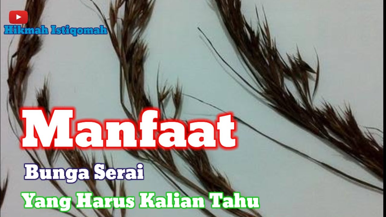 Manfaat bunga serai atau kembang sereh - YouTube