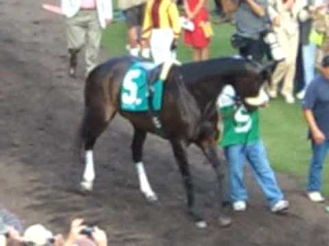 Zenyatta Dancing in the Paddock Before her 18th Race