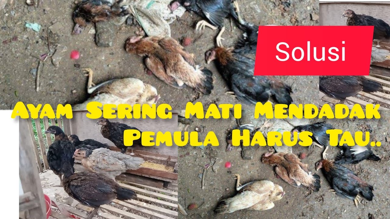 Penyebab Ayam Sakit dan Mati Mendadak I ini solusinya. - YouTube