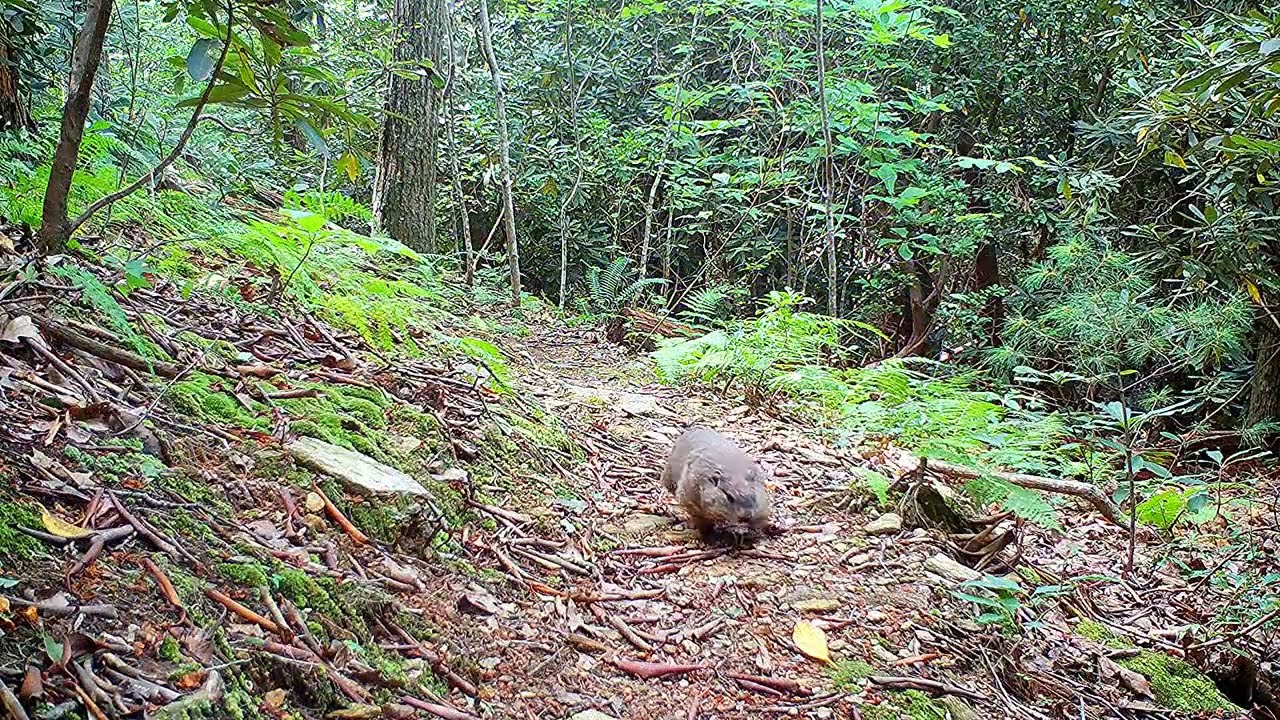 Two Groundhogs behind our home in Haywood Knolls. - YouTube