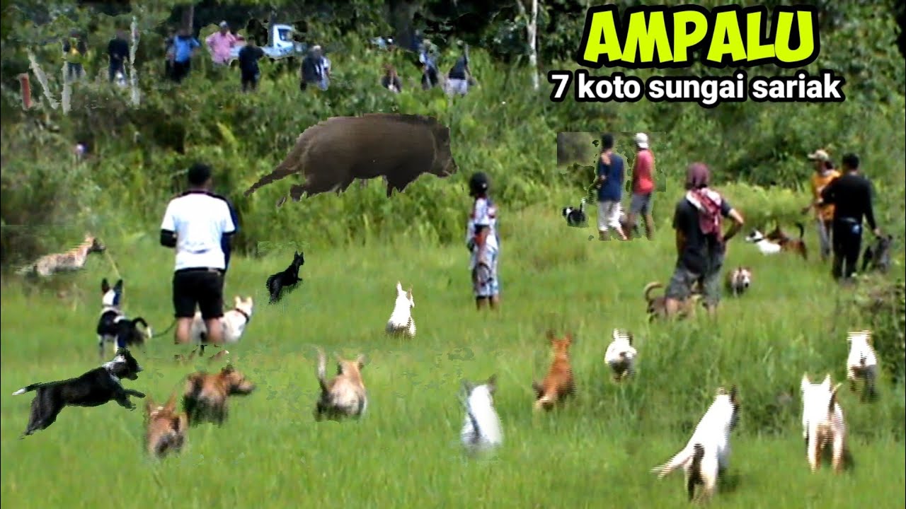 TAK DISANGKA PULUHAN HAMA BABI HUTAN TERNYATA SEMBUNYI DIRAWA RAWA ...