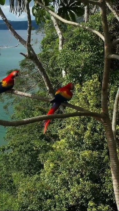 2 Red Macaws Perched On A Seaside Tree - YouTube