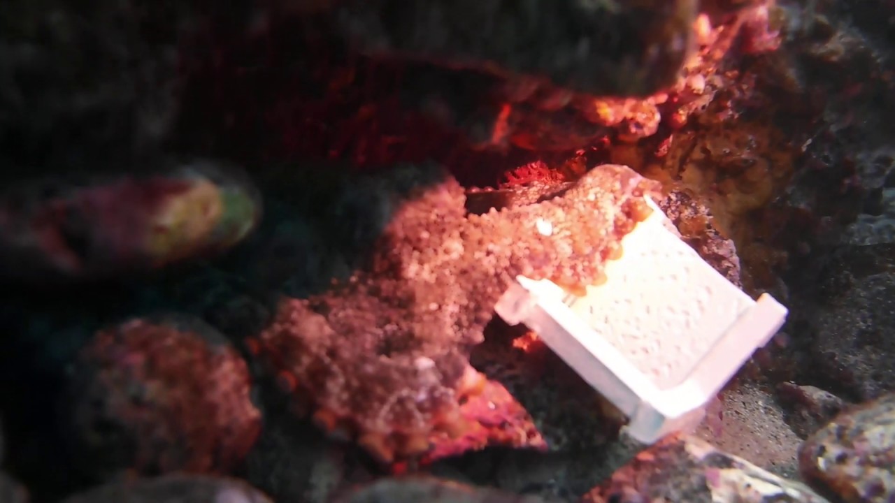 "OCTOPUS THIEF" - YouTube