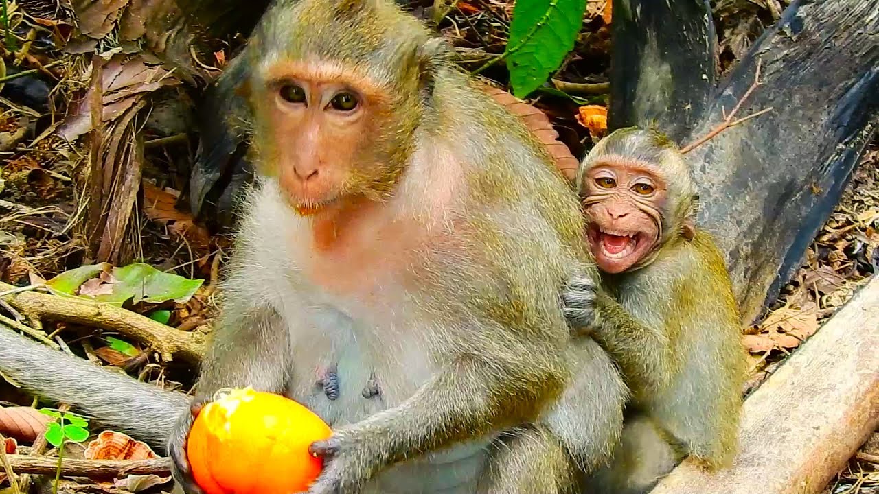 Heart Brea_king...! Jinx mum at_tta.cks Jester for wea_ning, How baby ...