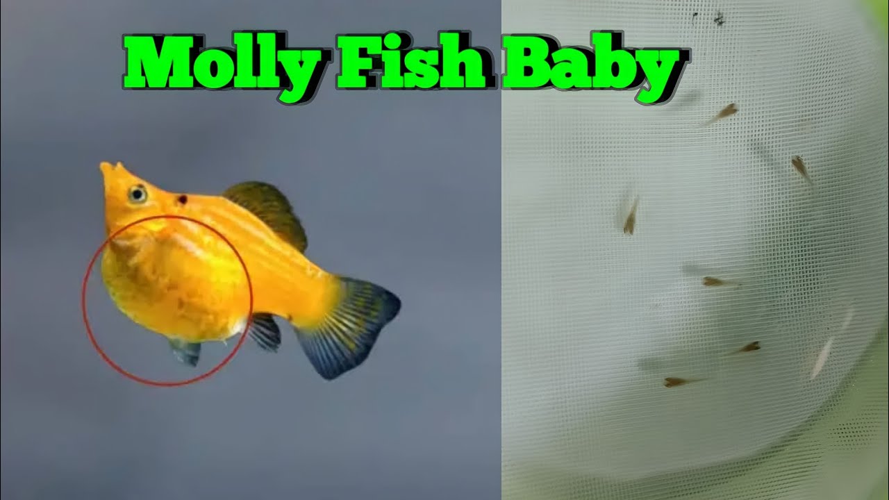 Molly Balloon #GIVING BIRTH to 50 babies | Molly fish ne bache de diya ...