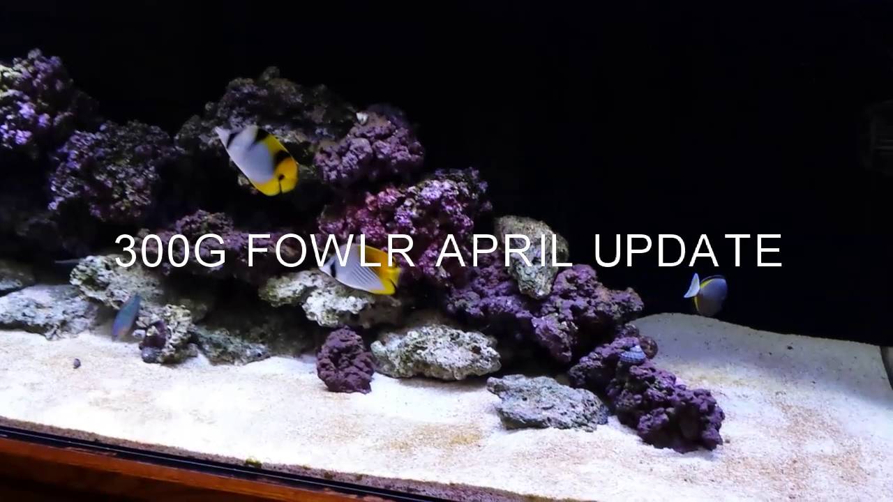 300G FOWLR April Update/ New Additions - YouTube