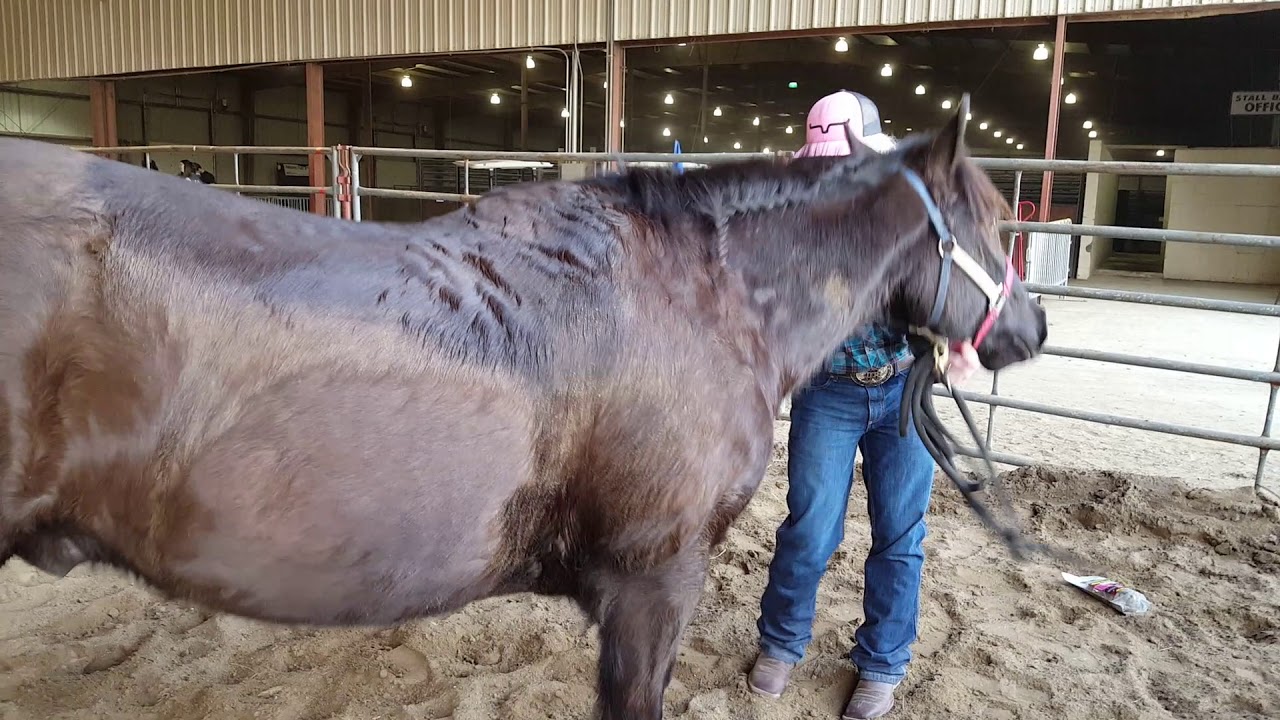 Wild mustang trained in just seconds by THE HORSE SCREAMER. - YouTube