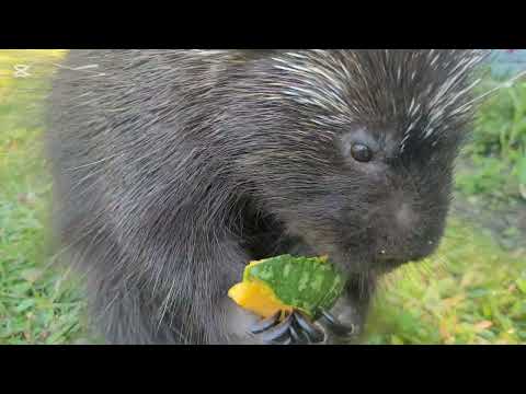 Tiny Tunia ignores ice cubes, Porky and Cindy chow down (July 25/26)