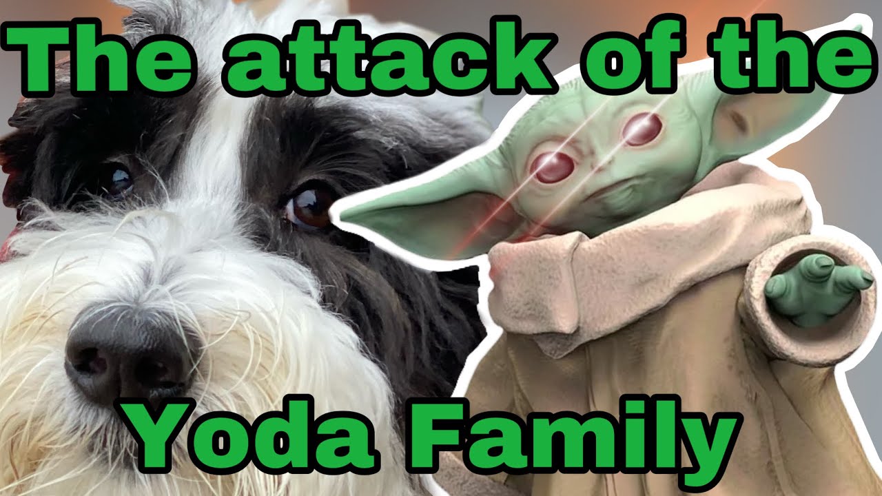 The Attack of The Yoda Family!!! - YouTube