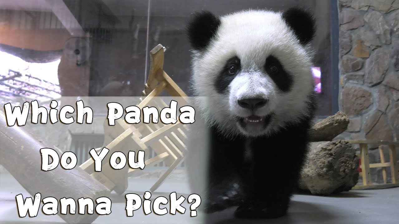Which Panda Do You Wanna Pick? | iPanda - YouTube