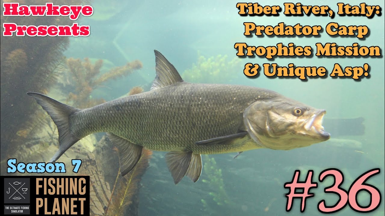 Fishing Planet #36 - S7 | Tiber River, Italy: Predator Carp Trophies ...