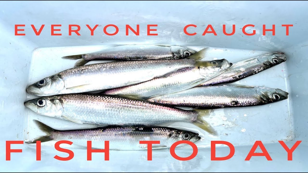 118, Everyone Caught Fish Today - YouTube