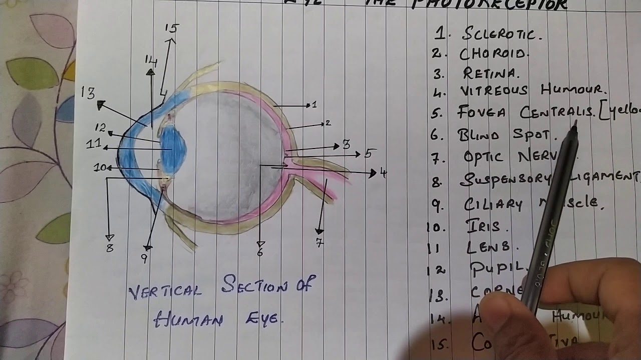 SENSE ORGANS PART 1 VERTICAL SECTION OF HUMAN EYE - YouTube