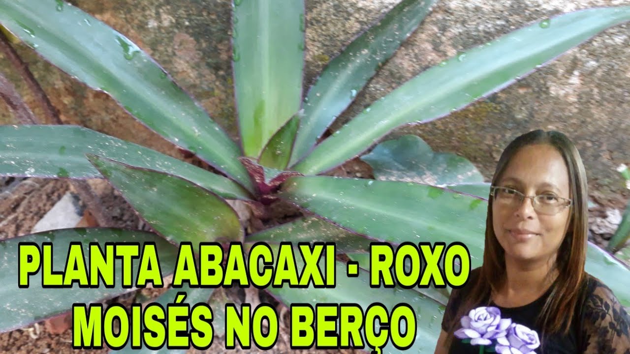 PLANTA ABACAXI - ROXO OU MOISÉS NO BERÇO (REENVIO) - YouTube