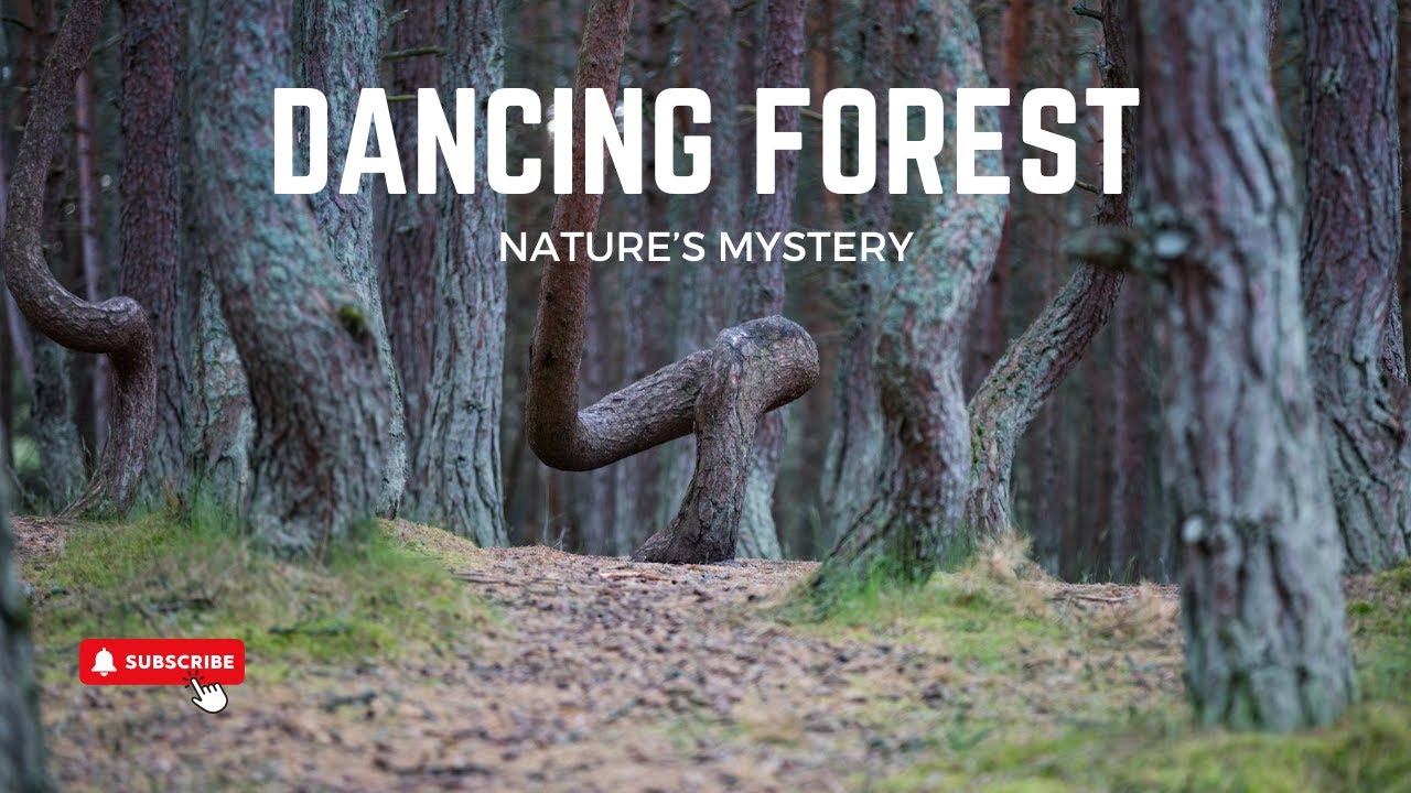 Why Do Trees Twist? The Mystery Of The Dancing Forest | Infinite Wisdom ...