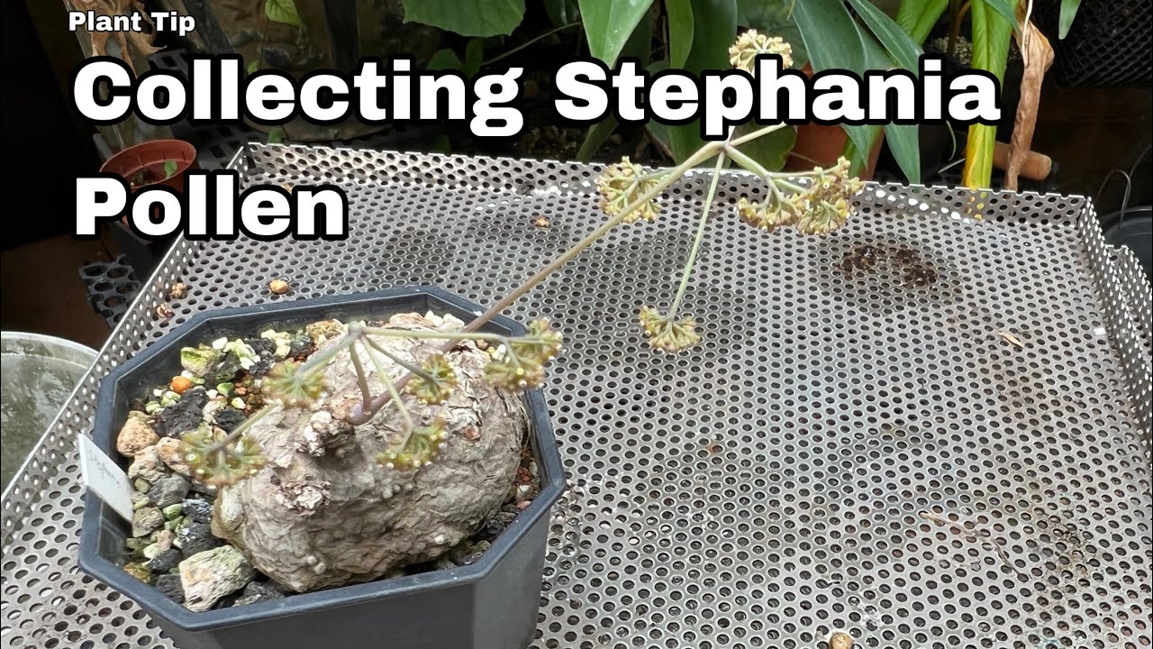 Collecting Stephania Pollen - Ep 101 - YouTube