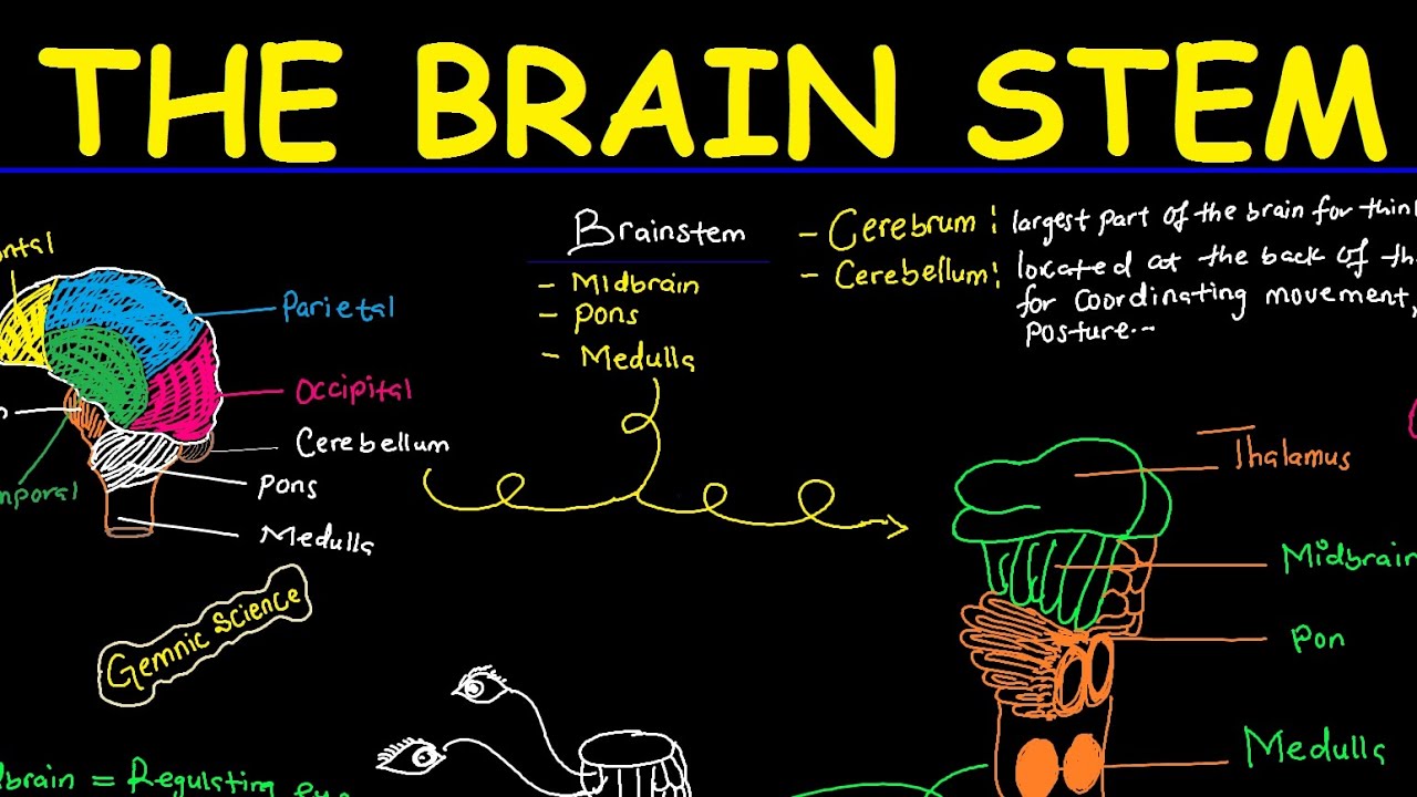 THE BRAIN STEM: YOUR BODY VITAL CONNECTION - YouTube