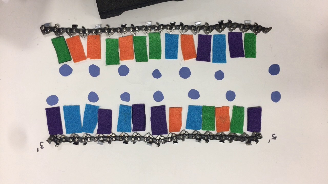 DNA Replication Stop Motion - YouTube