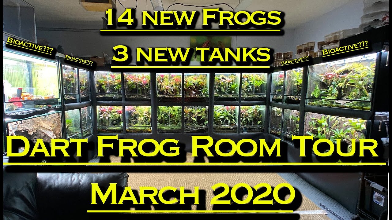 Poison Dart Frog Room Tour March 2020 14 New Frogs! 3 New Vivs!! - YouTube