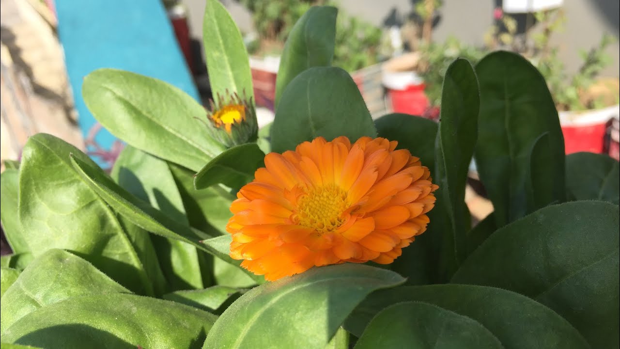 Calendula (Gul e ashrafi) plant care tips |sunlight | propagation ...