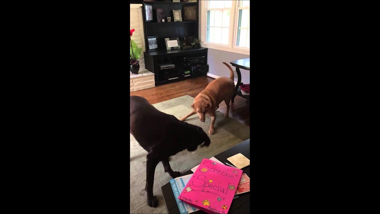 Dogs Catching Treats In Slow Motion - YouTube