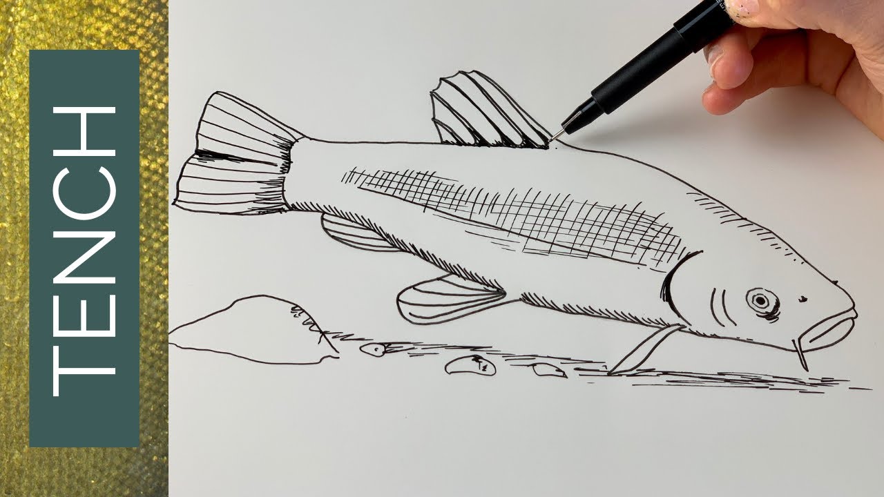 Why is this called the DOCTOR FISH? And how to draw a tench... - YouTube