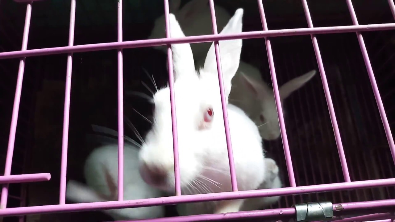 Rabbit farming in Nepal !!! यसरी कोठामै पनि खरायो पालन गर्न सकिने रैछ ...