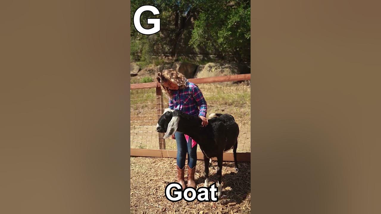 G for Goat | learning abc for preschoolers | nursery rhymes for kids ...