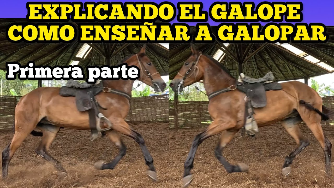 EXPLICANDO EL GALOPE COMO ENSEÑAR A GALOPAR - YouTube