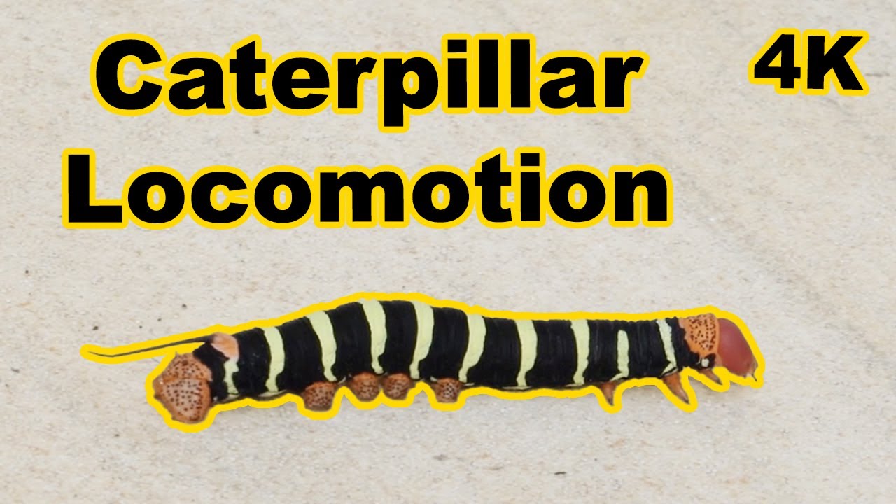 Caterpillar walking, animation reference - YouTube