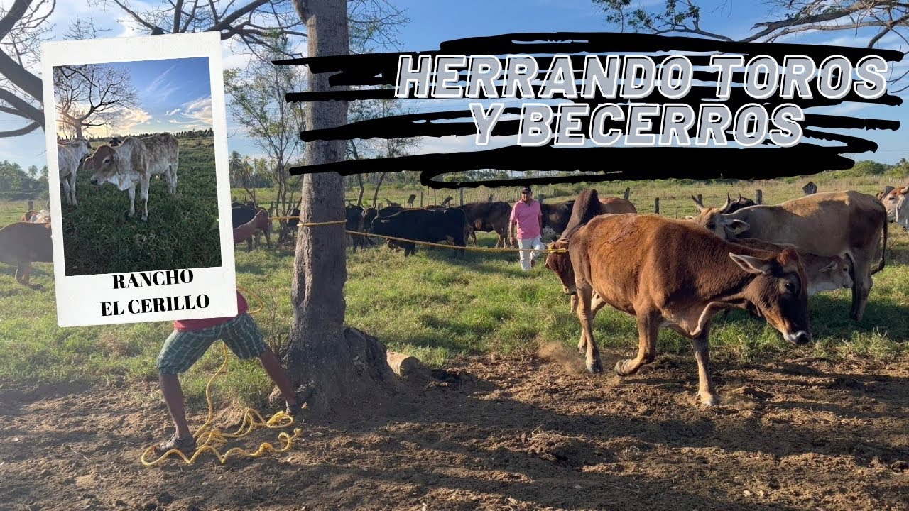 HERRANDO BECERROS - RANCHO EL CERILLO - YouTube