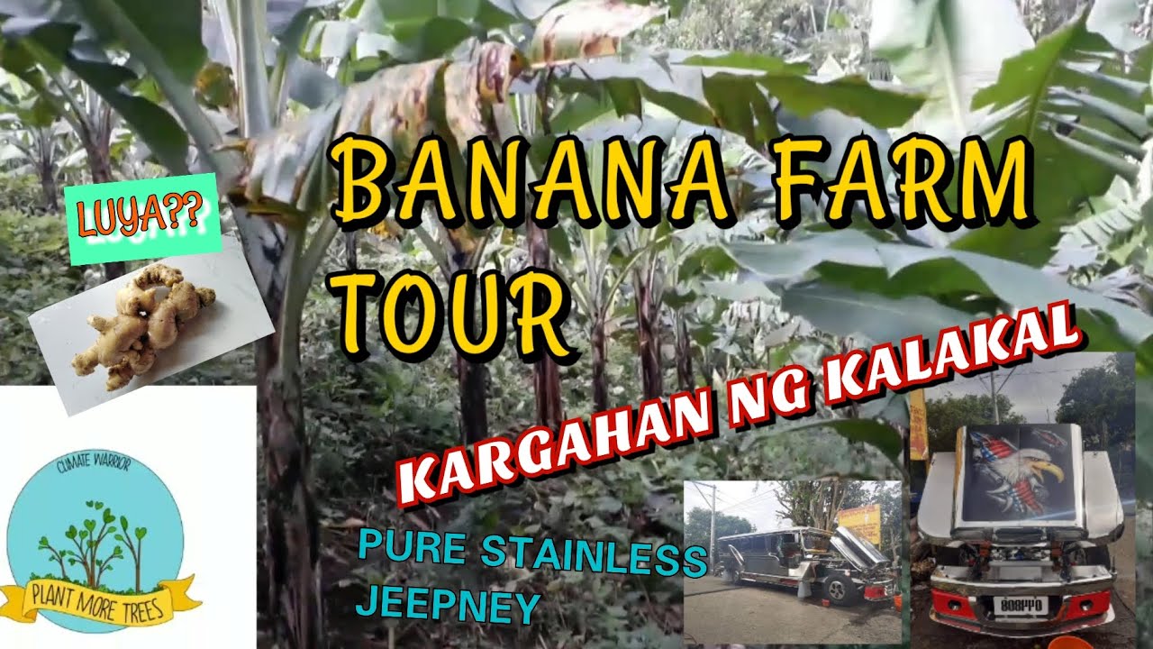 BANANA FARM TOUR | PURE STAINLESS JEEPNEY REDESIGNED BY LONDY MOTORS ...
