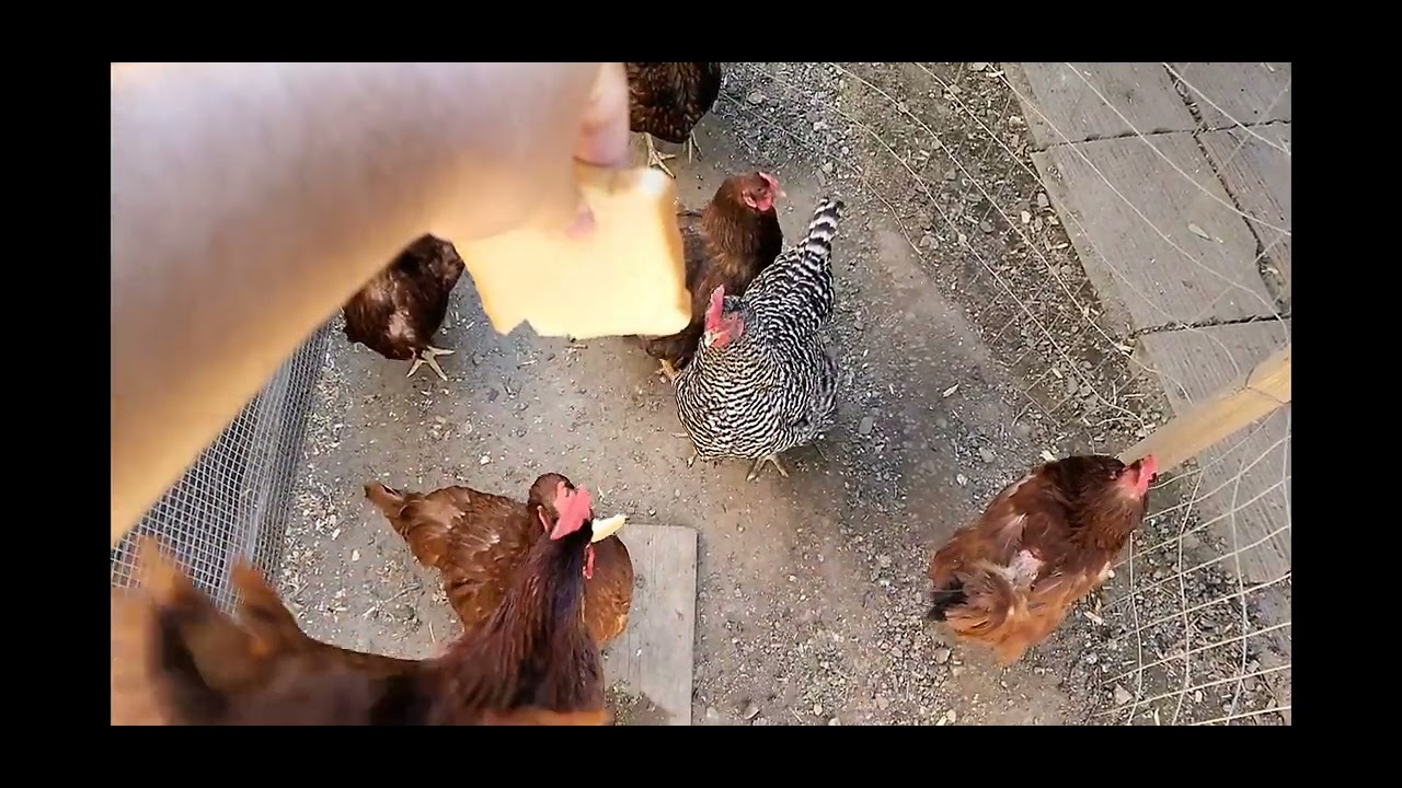 chicken video 1 - YouTube