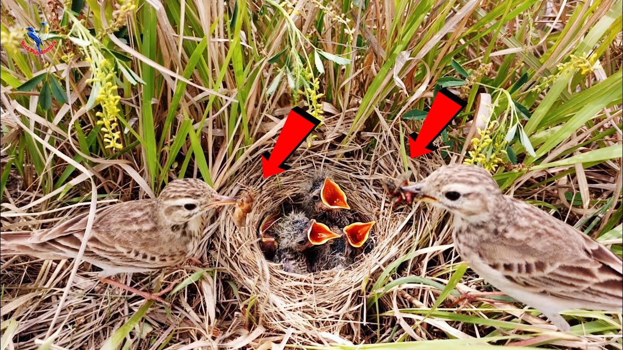Parent pipit both helping each other in babies care @BirdPlusAnimals ...