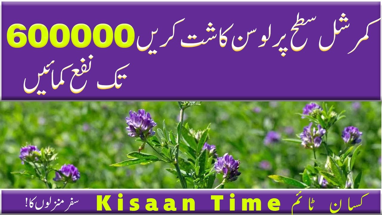 Losan ki kasht ka mosam losan ki kasht ka tarika losan chara kisaanTime ...