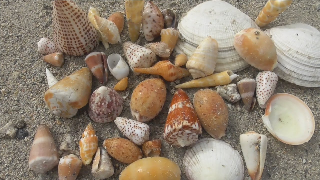 Go pick up sea shells on the long sandy beach - YouTube