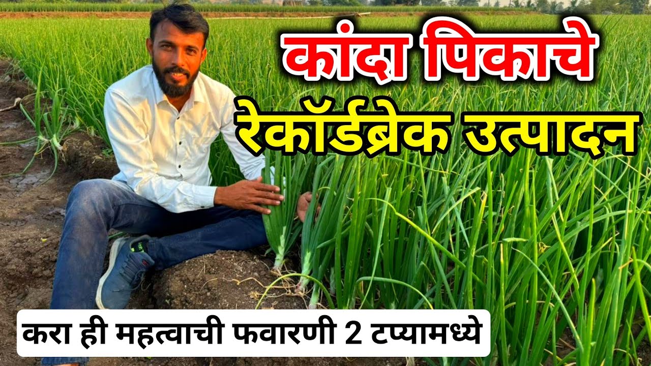 कांदा पिकाला युनिक ठरतंय फायदेशीर 😱 | कांदा दांड मान जाड फुगवण साईझ ...