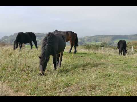 Horses Eating Grass On Mountain || Video 2022