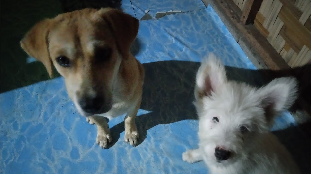 LABRADOR vs MALTESE vs me🤣🤣ft.cham2 and bumble - YouTube