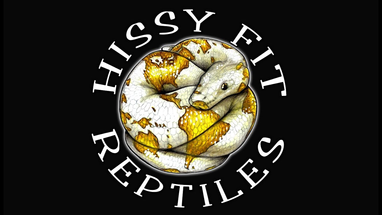 Hissy Fit Reptiles Channel Introduction - YouTube