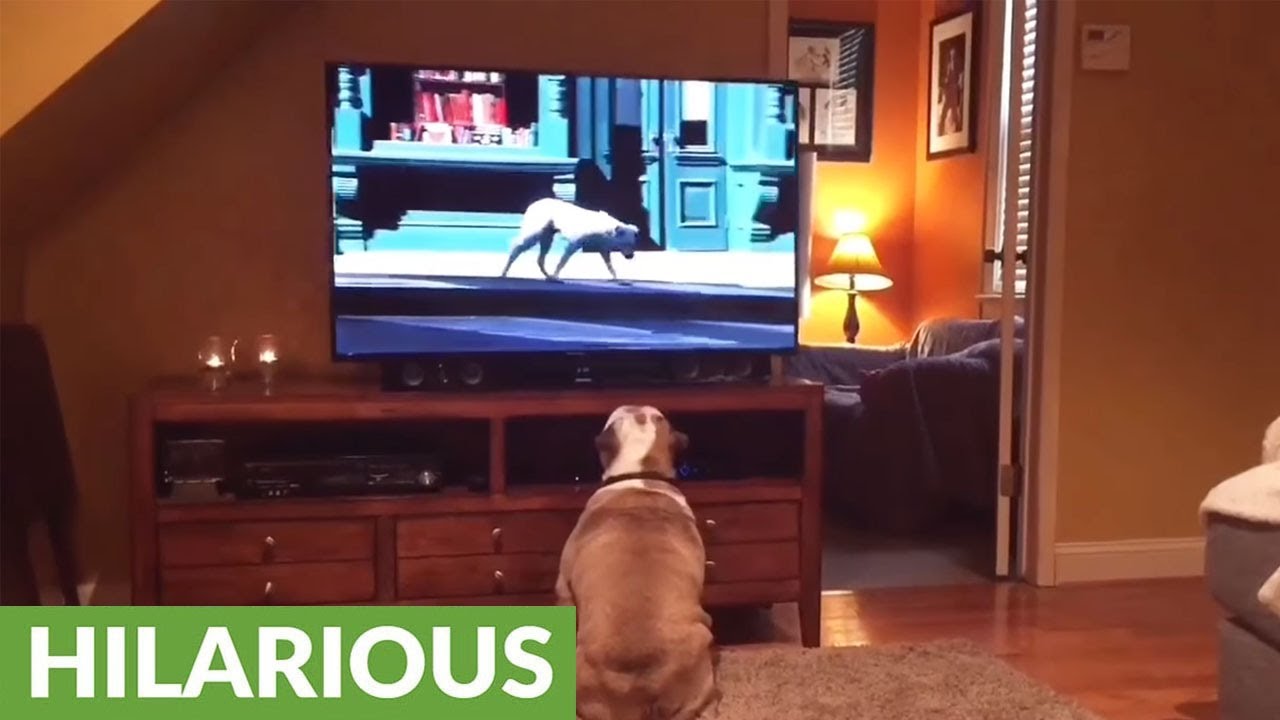 Bulldogs incredibly cheer on stray canine in Budweiser commercial - YouTube