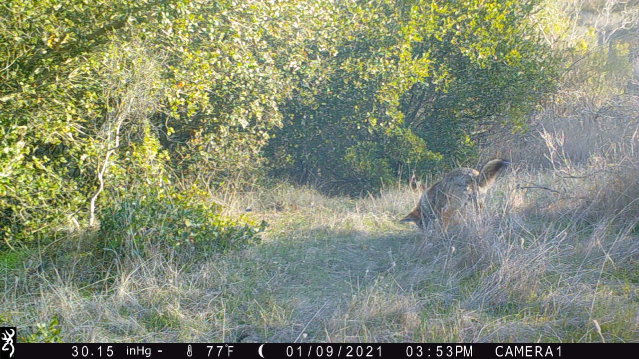 2021 Predator Contest - Robert Oram, California - YouTube