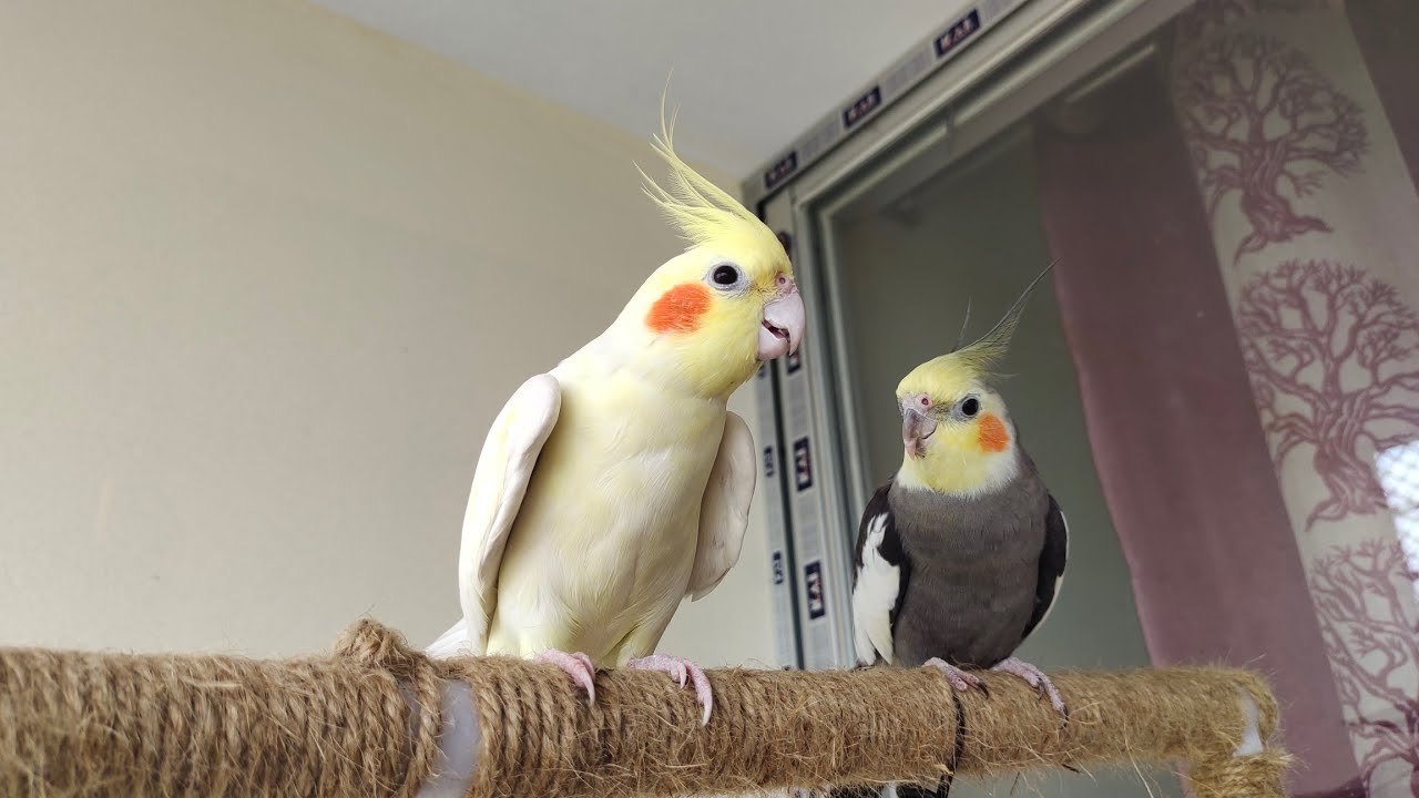 Male Cockatiel Calling Sounds - YouTube