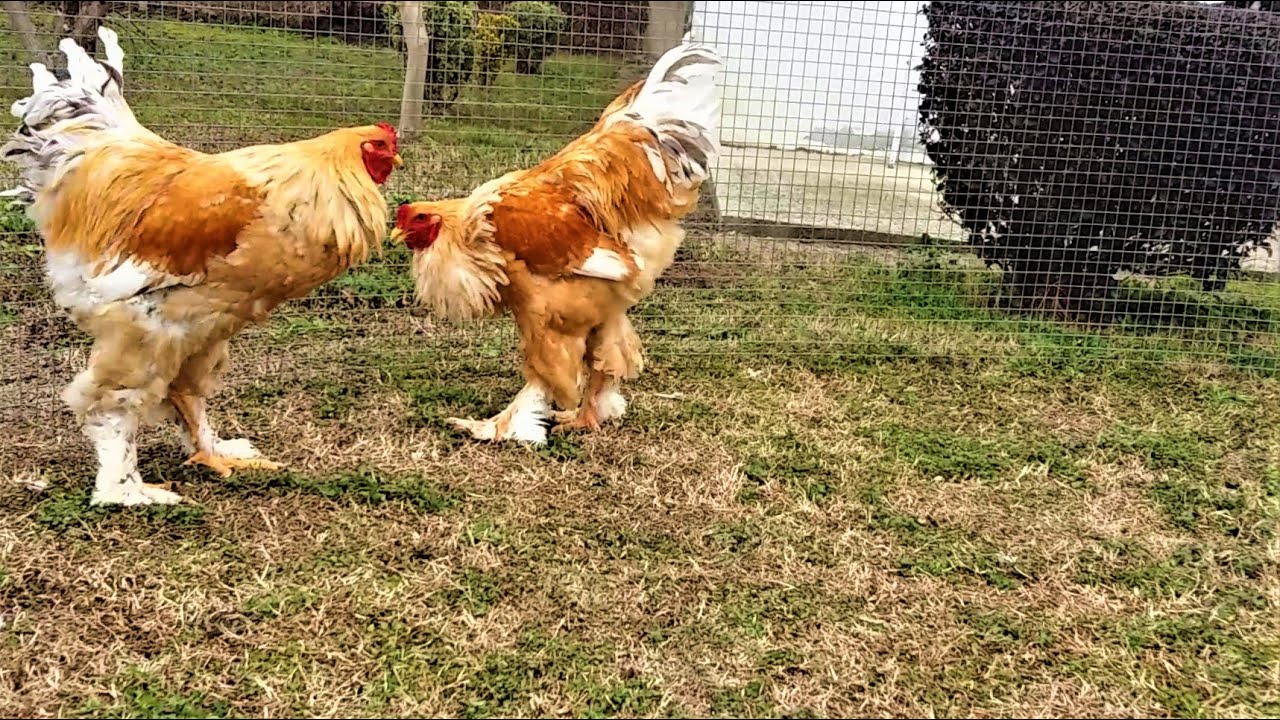YOUNG ROOSTERS LEMON PYLE FEEDING GRASS IN THE BACKYARD - YouTube