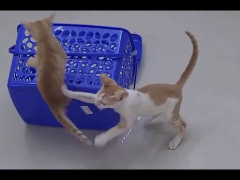 An example of normal kitten fighting. - YouTube