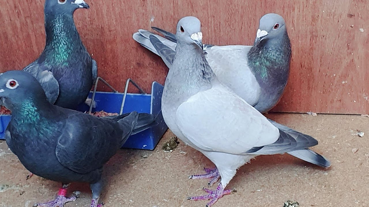Top 5 Rare Pigeon Genes - YouTube
