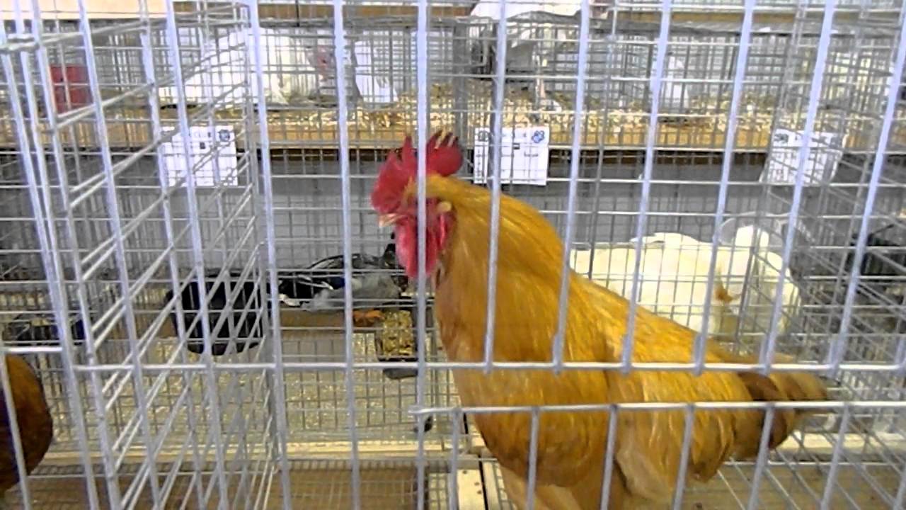 Red Rooster crowing - YouTube