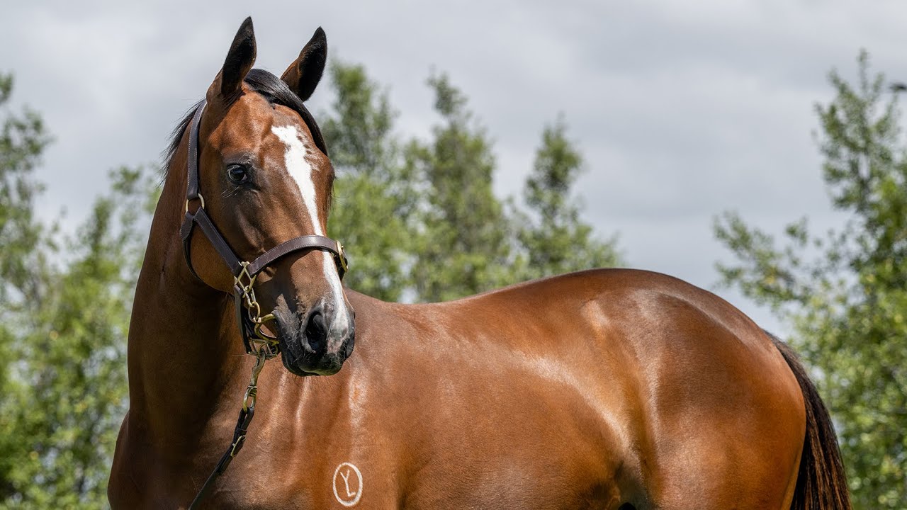 Lot 86 Grunt x Mexican Gal Filly from Brooklyn Park Stud - YouTube